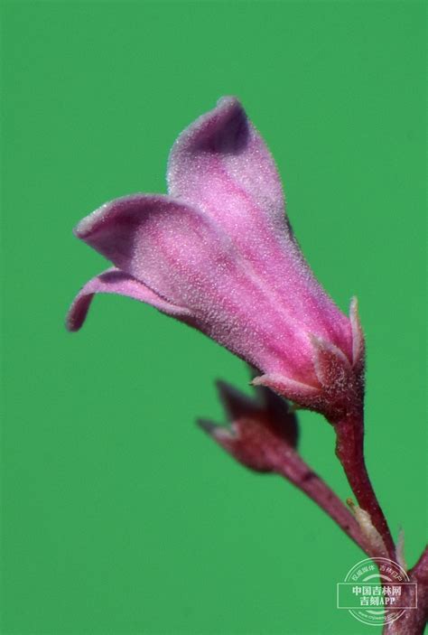 草木吉林｜罗布麻 中国吉林网