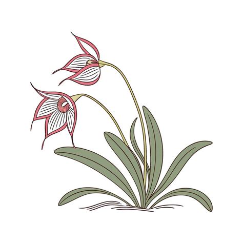Elegant Masdevallia Illustration 57606567 Vector Art At Vecteezy