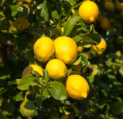 Eureka Lemon Tree For Sale