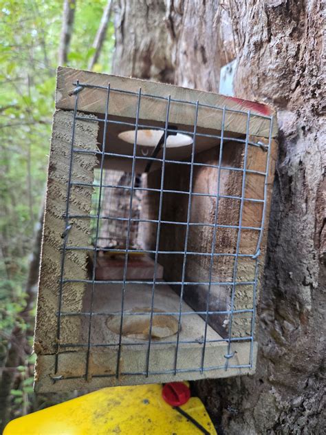 Targeting Ship Rats With A Trap On A Tree Above A Flipping Timmy