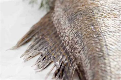 Fish Fins Types Anatomy And Functions Fish Article