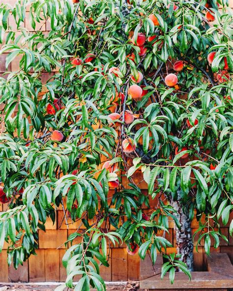 Growing Fruit Trees In Pots 16 Compact Options For Your Yard Or Patio