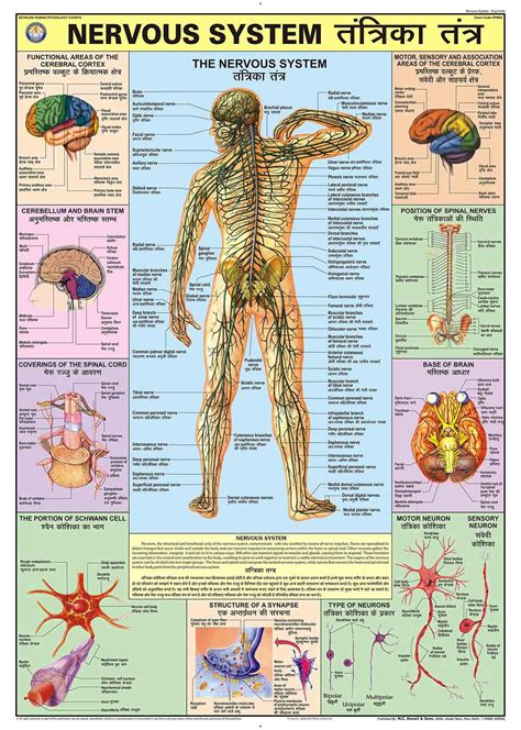 Nervous Tissue Diagram