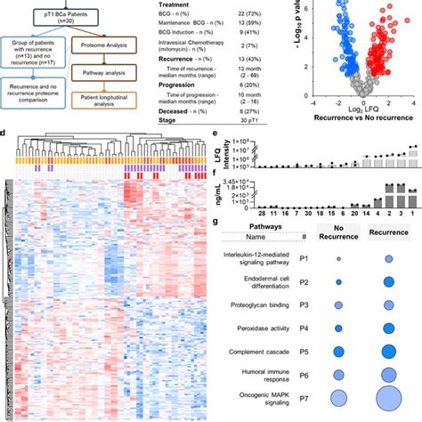 Proteome Analysis Of 30 Pt1 Bladder Cancer Patients A Workflow Of The