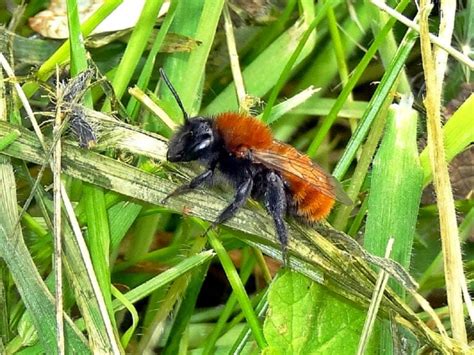 Tawny Mining Bee Identification