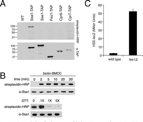 Figure From The Yeast Hsp Ssa Is A Sensor For Activation Of The Heat Shock Response By