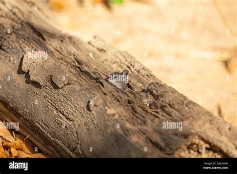 The Deer Mouse Peromyscus Maniculatus North American Native Rodent