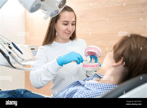 Woman Hygienist Holds Model Dentition With Braces In Her Hands Stock