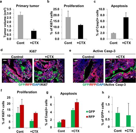 emt is not required for lung metastasis but contributes to