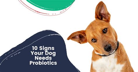10 Indicators Your Canine Wishes Probiotics All For My Pet