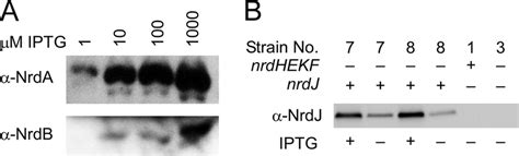 Analysis Of Heterologous Rnr Expression By Western Blot A Expression