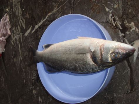 농어를 고아 먹으면 굽은 등도 펴진다 레저로그인 이투데이