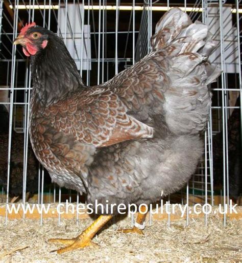 Blue Double Laced Barnevelder Large Fowl Chickens For Sale