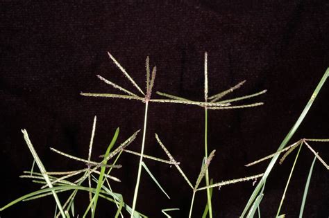Cynodon Dactylon Poaceae
