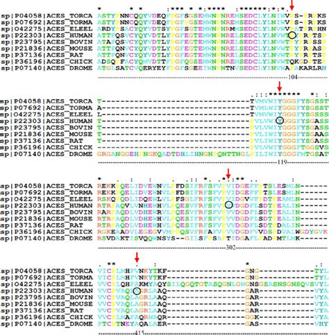 Multiple Sequence Alignment Showing Level Of Conservation Of AChE Amino