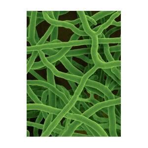 Streptomyces Thermoviolaceus Photograph By Dennis Kunkel Microscopy