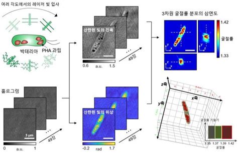 3차원 홀로그래픽 현미경 기술 이용 살아 있는 미생물 내 바이오 플라스틱 생성 과정 관찰