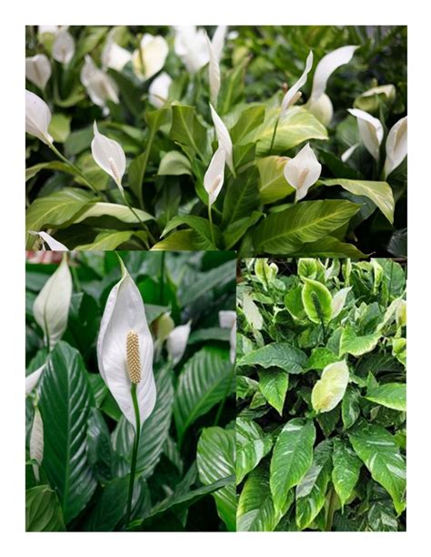 Spathiphyllum Multiple Varieties Peace Lily Shades Of Green Inc