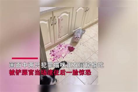 2猫偷吃火龙果被逮，1只机智开溜1只傻傻断后，满脸证据萌化网友