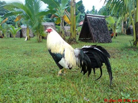 Flarry Eye Grey Game Fowl In 2023 Beautiful Chickens Exotic Birds