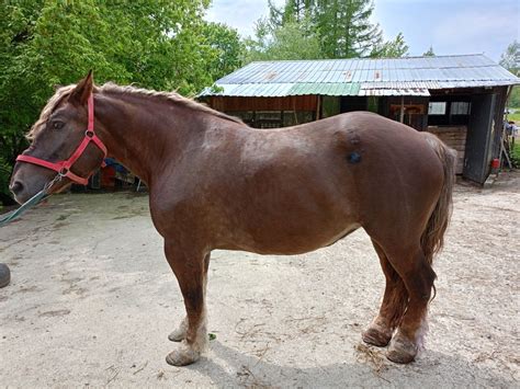 Sprzedam Klacz Joniny OLX Pl