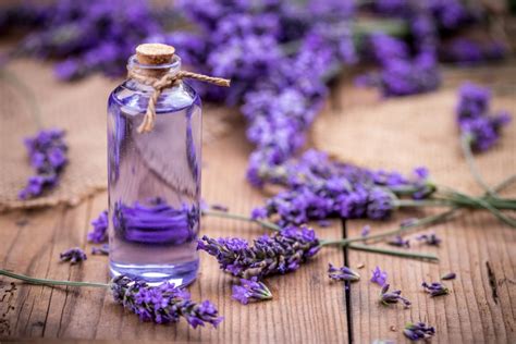 Olio essenziale di lavanda proprietà e benefici Cure Naturali it