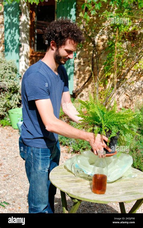 Fertilization Of Houseplants With Fermented Plant Extract Organic