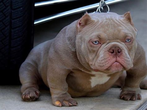 Micro Bully The Most Comprehensive Guide With All Ambiguities Clarified