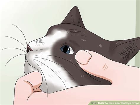 How To Give Your Cat Eye Drops 11 Steps With Pictures Wikihow