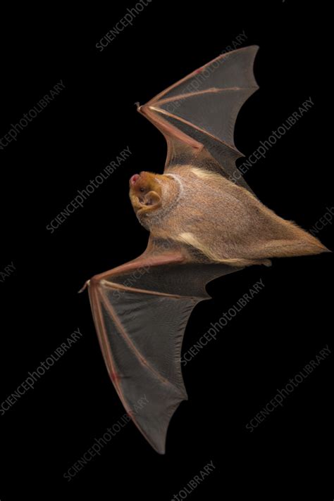 Eastern Red Bat Stock Image C059 8922 Science Photo Library