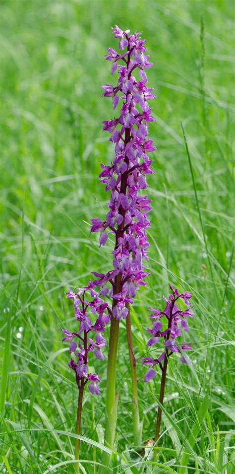 Orchis Mascula Wikipedia