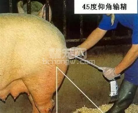 猪场标准化作业流程系列：配种 辈宠网