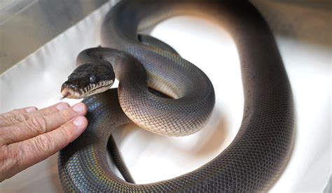 Female Young Adult Southern Black White Lipped Python Dalberts New