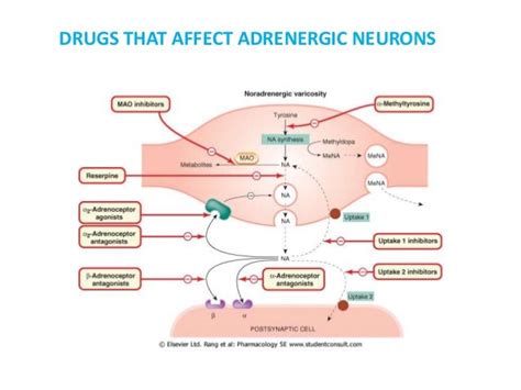Adrenergic Receptors And Its Modulators