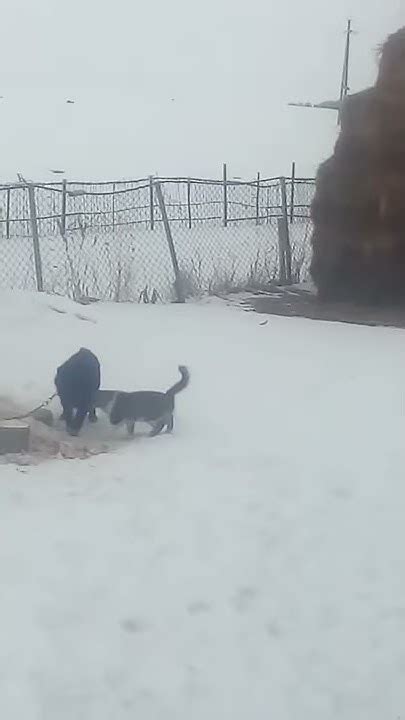 Shunn U Katun Youtube