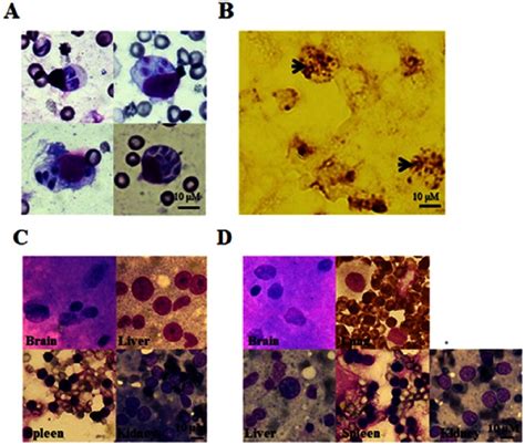 Rats Were Infected By Pulmonary Infection N 6 Peritoneal Infection Download Scientific