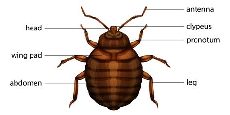 Do Bed Bugs Jump Everything You Need To Know