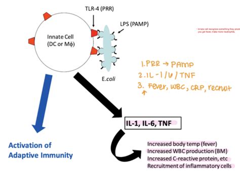 Immuno Flashcards Quizlet
