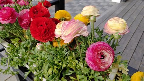 이쁜꽃 라넌큘러스 라난큘러스 키우기 구근 씨앗 번식 예쁜 꽃말 꽃다발 4월 5월 봄에 피는꽃 네이버 블로그