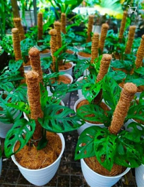 Promo Paket Tanaman Hias Janda Bolong Turus Tambang Penyangga Tanaman