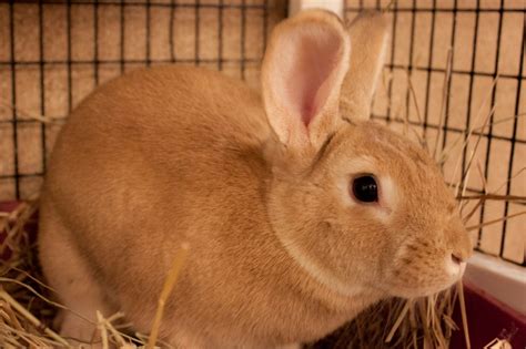 Critter Corner Beware The Flickering Tail Of The Agitated Cat The Mercury News