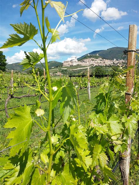 Saio Assisi 890 Photos 53 Reviews Wineryvineyard Via