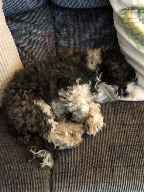 Isha The Shih Tzu Scrolller