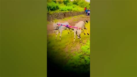 Bail Video Bail Sharyat Mathur Bailgada Sharyat Youtube Bailgada