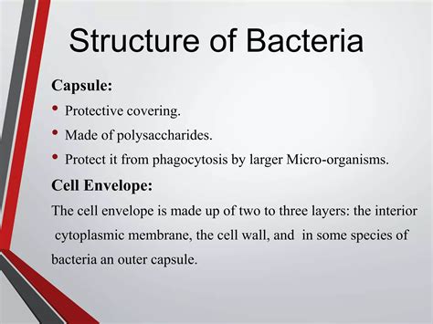 Introduction To Bacteria PPTX