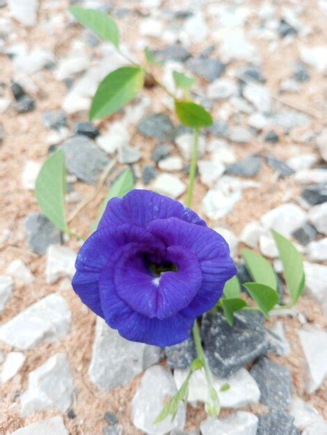 Iris Plant Premium Photo