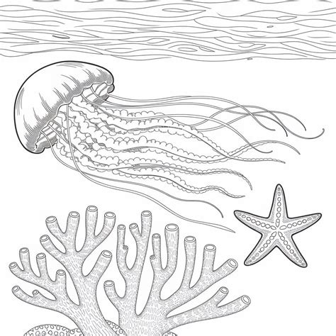 Jellyfish Coloring Pages Free Printable Coloring Pages