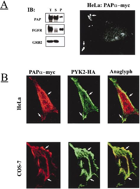 Subcellular Localization Of Pap At The Cell Surface And In The Golgi
