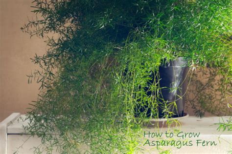 Care Of Asparagus Fern Asparagus Densiflorus Sprengeri