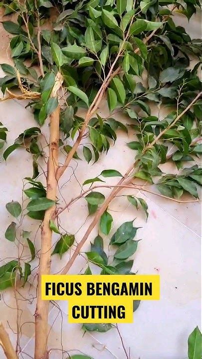 Ficus Benjamina Weeping Fig 🌳 Propogating Cutting From Large Tree
